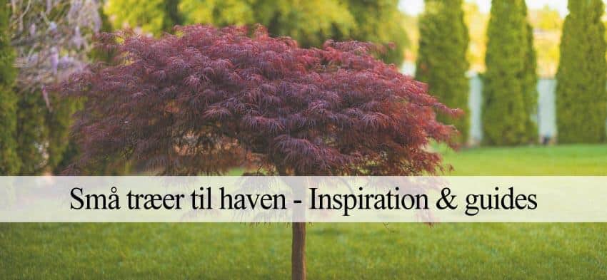 10 gode små træer til haven og krukker - Inspiration & guides 10 gode små træer til haven og krukker - Inspiration & guides